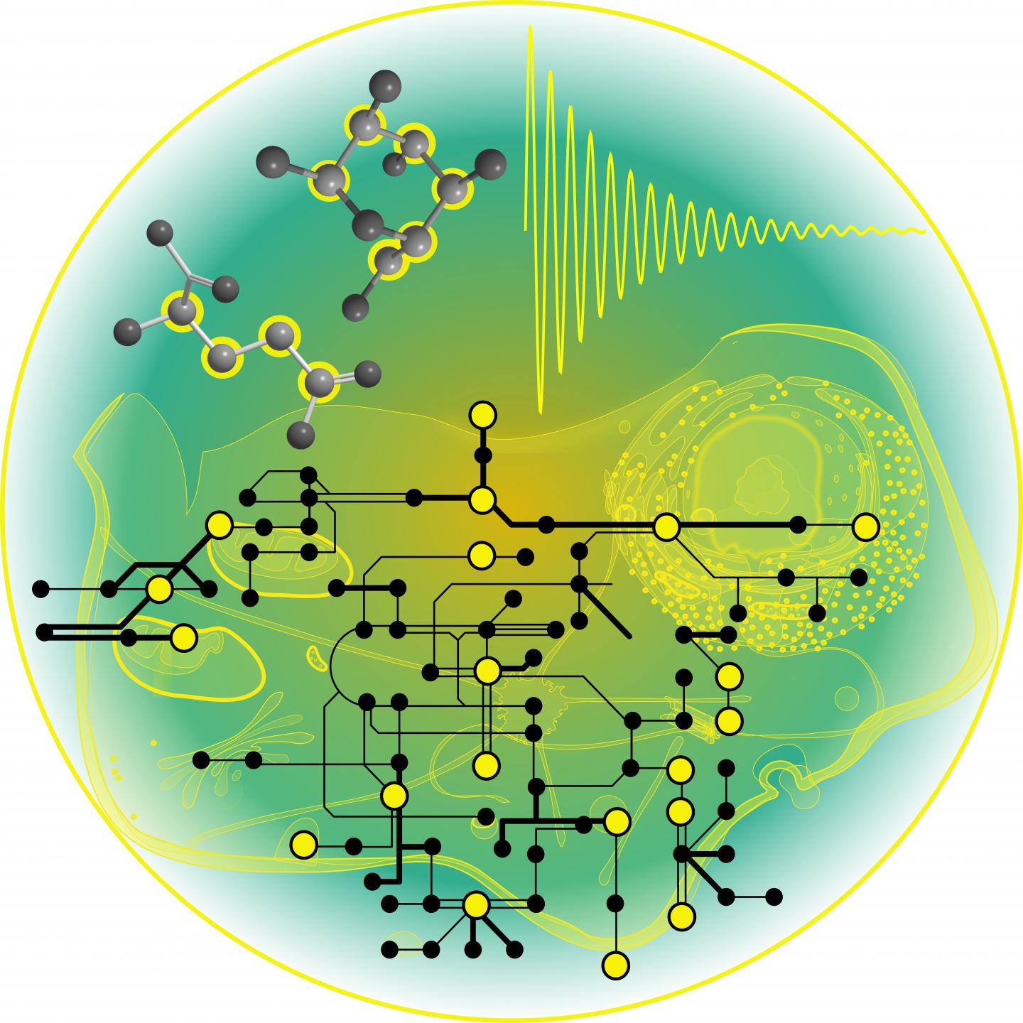 A new methodology quickly reveals metabolic f | EurekAlert!