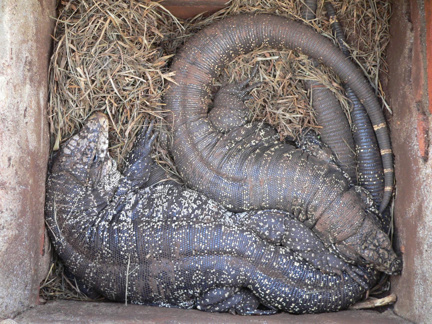 Tegu Lizards Get Body Heat Boost During Matin | EurekAlert!