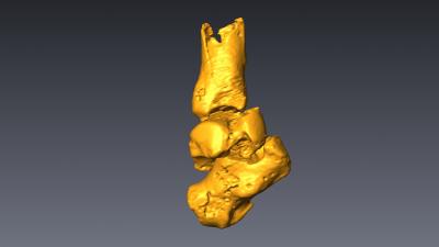 The Hands and Feet of Au. sediba (5 of | EurekAlert!