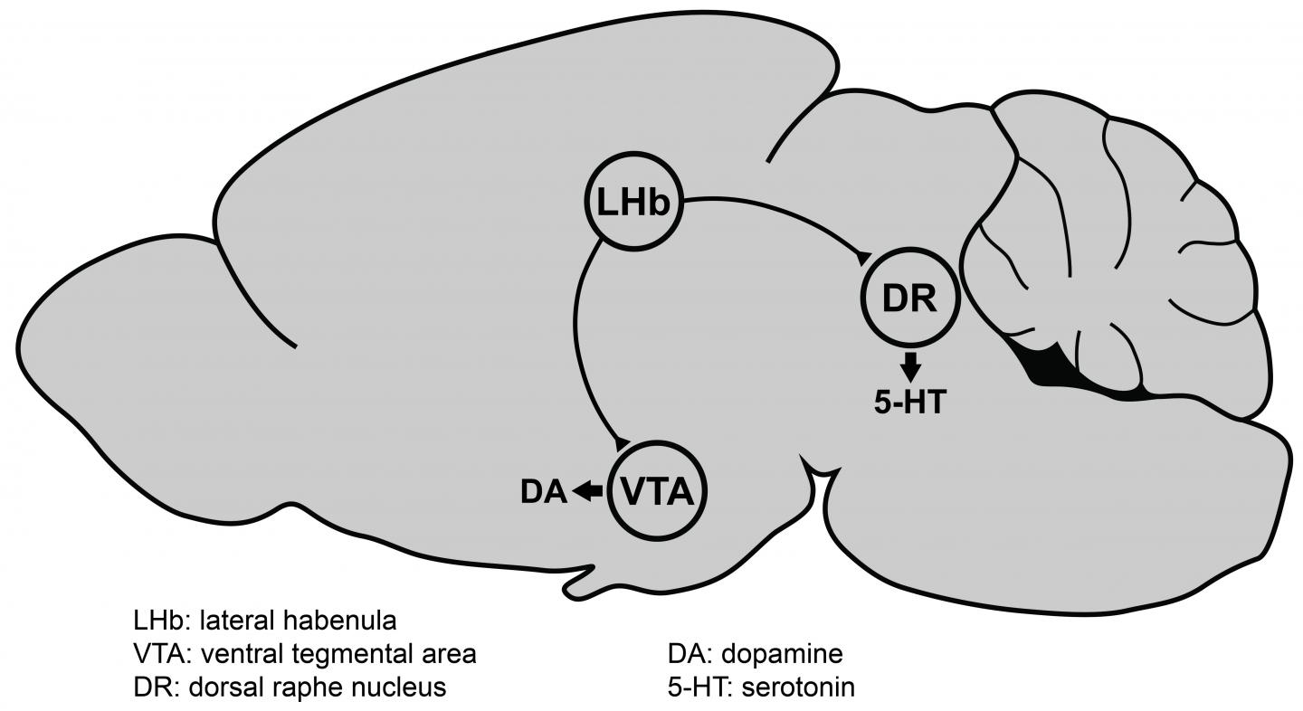 Brain Circuits Involved In Str [image] Eurekalert Science News Releases