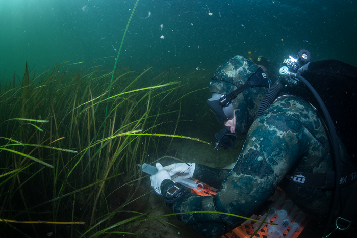 Divers take water samples in t [IMAGE] | EurekAlert! Science News Releases