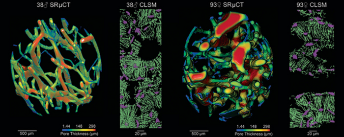 New in The Anatomical Record: Graphical Abstr | EurekAlert!