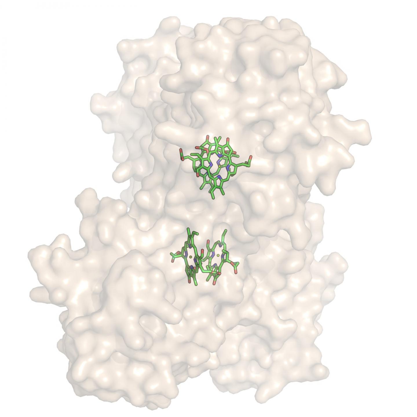 Water-soluble Chlorophyll Prot [IMAGE] | EurekAlert! Science News Releases