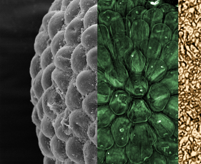 Protocodium_layers [IMAGE] | EurekAlert! Science News Releases