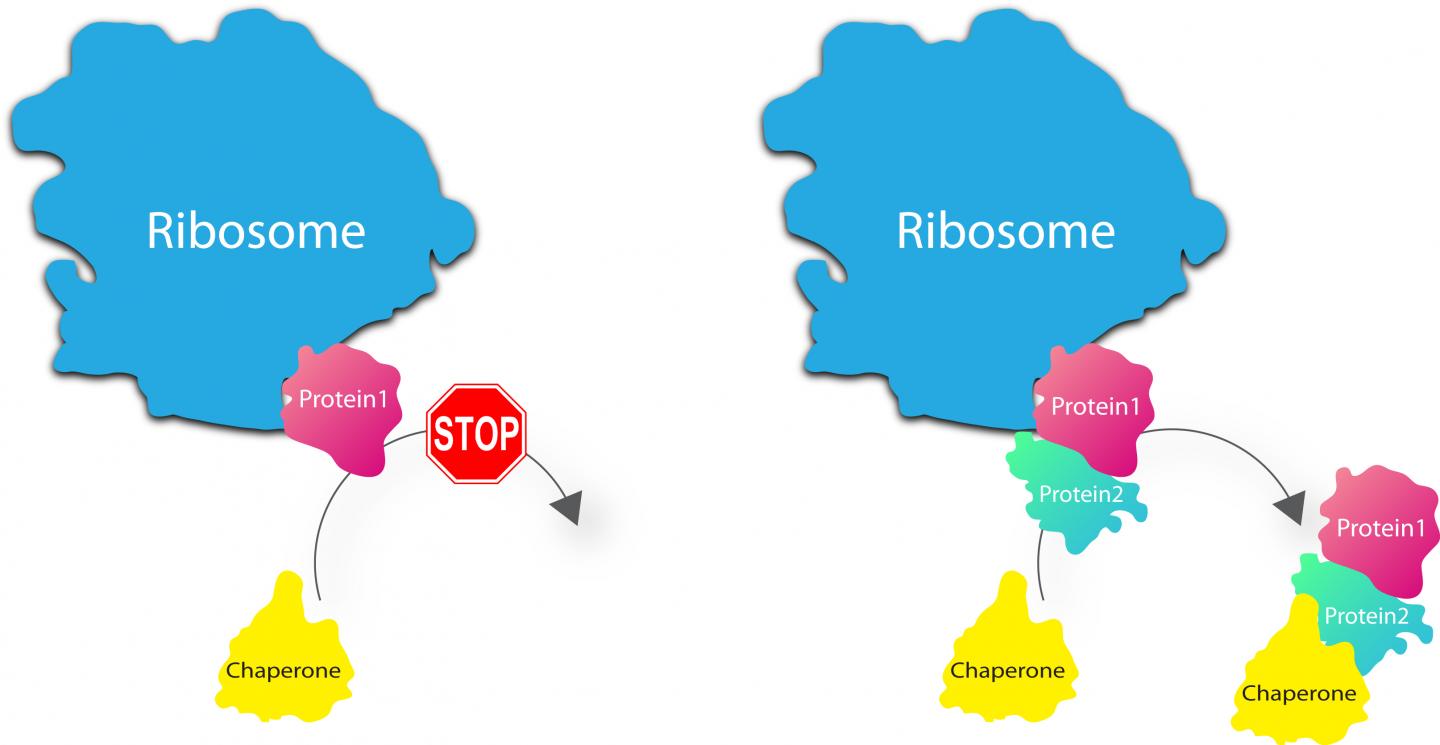 Ribosomal quality control | EurekAlert!