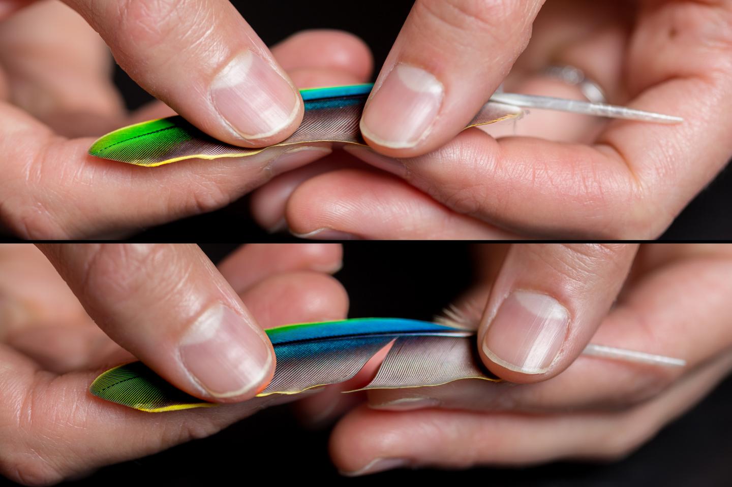 Feather Zipping and Unzipping [IMAGE] | EurekAlert! Science News Releases