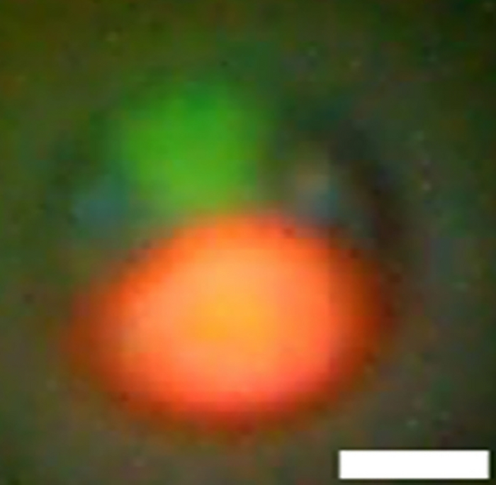 The smallest green algae in fr [IMAGE] | EurekAlert! Science News Releases