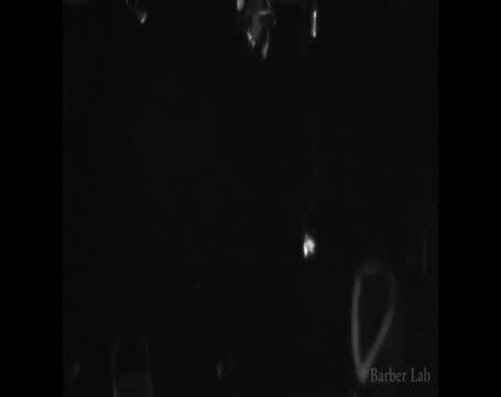 The Ancient Arms Race Between Bats and Moths | EurekAlert!