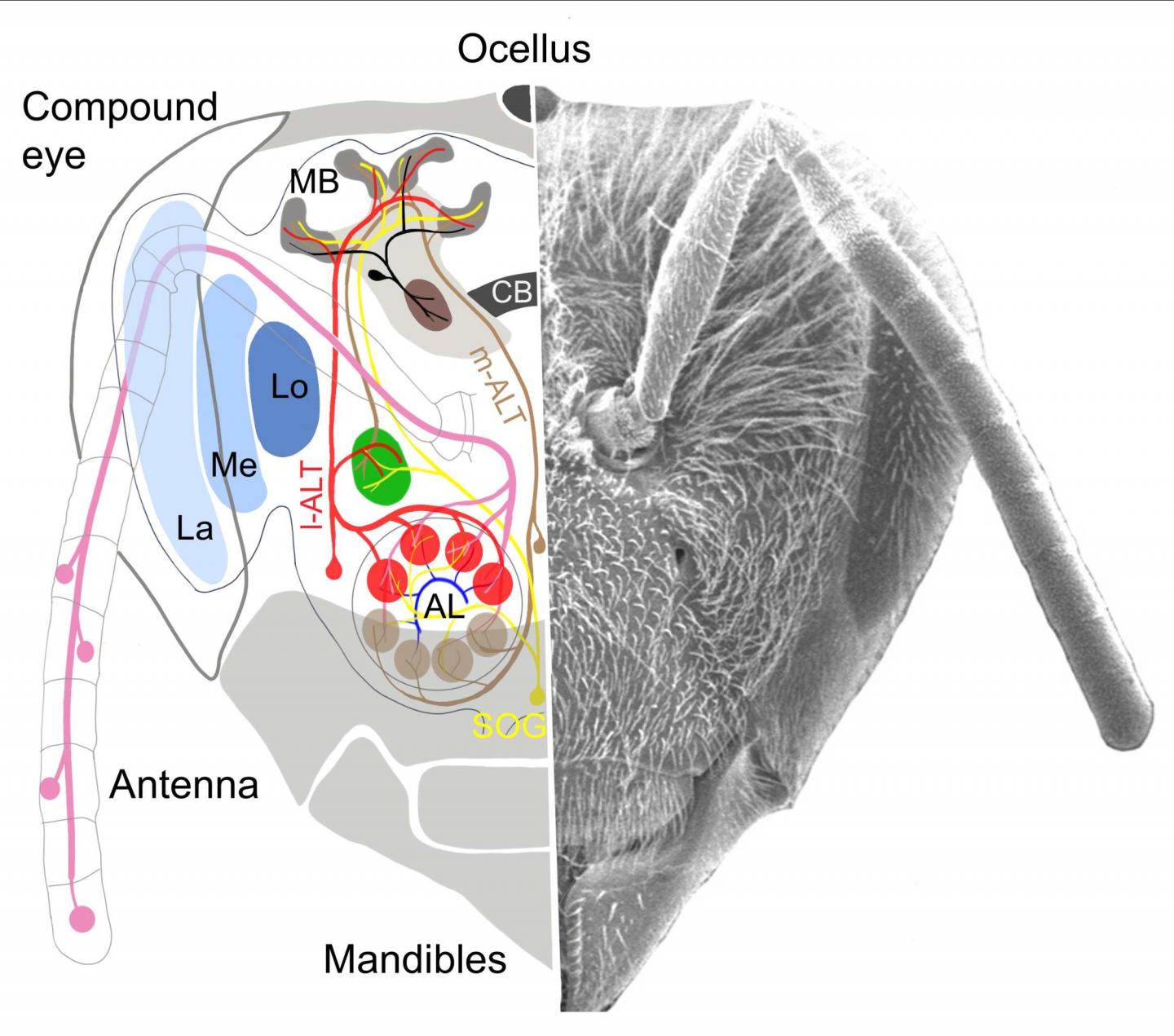 Simulated honeybees can use simple brain circ | EurekAlert!