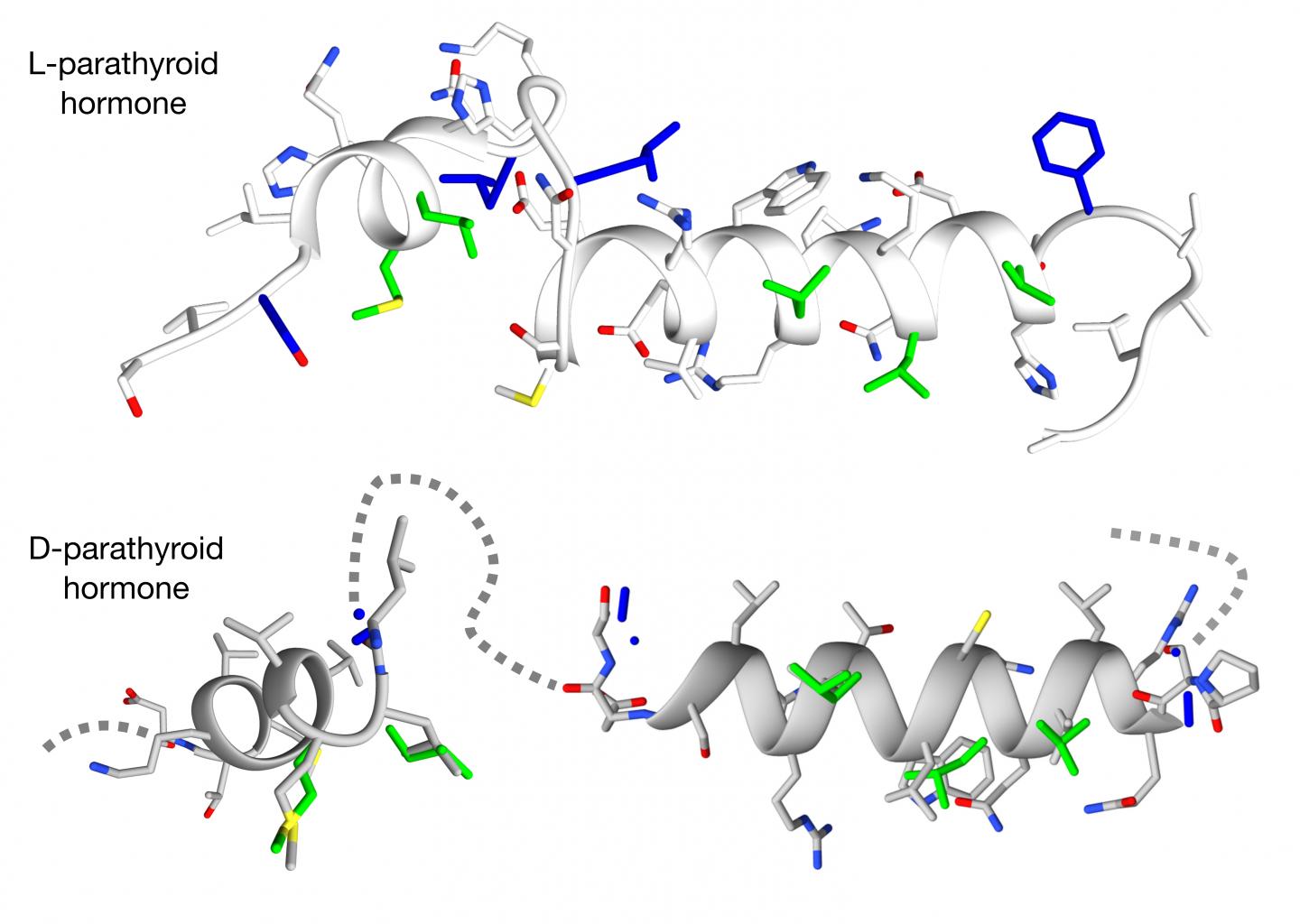 Parathyroid Hormone (PTH) Pept [IMAGE] | EurekAlert! Science News Releases