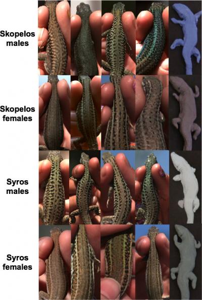 Love's labors: Study shows male lizards risk | EurekAlert!