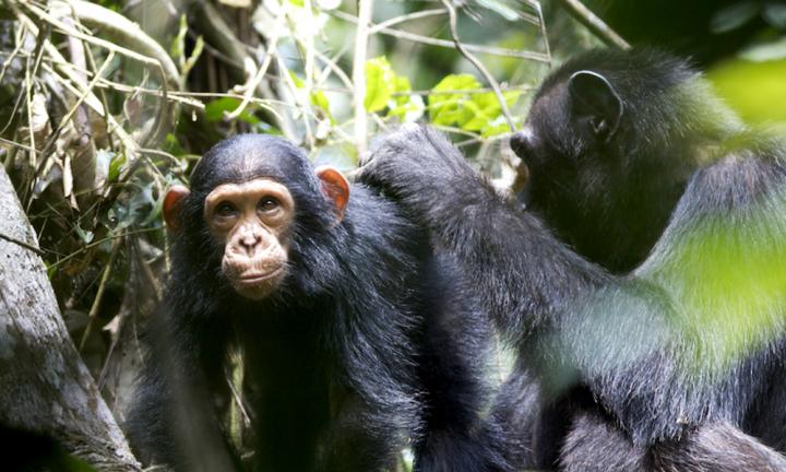 Congo Chimps [IMAGE] | EurekAlert! Science News Releases