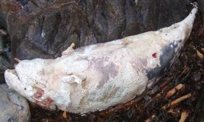 Grampus griseus [IMAGE] | EurekAlert! Science News Releases