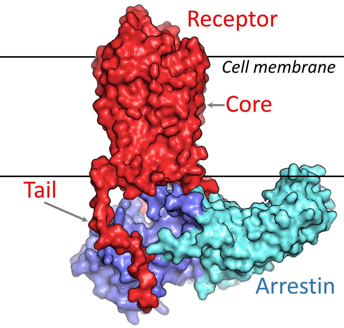 Communication in the cell: important step of | EurekAlert!