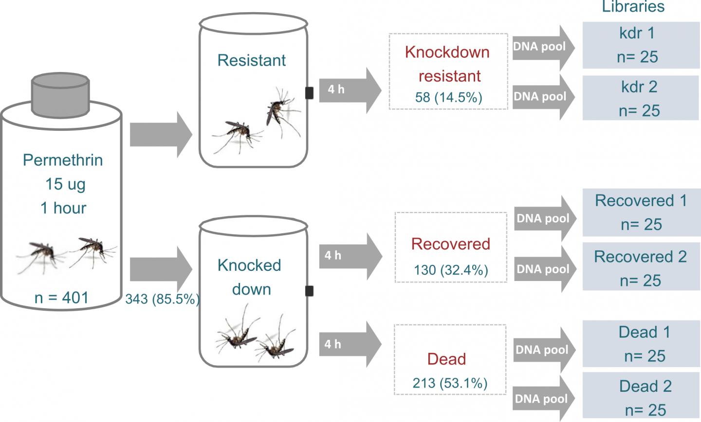 Yellow fever mosquitoes evolve different stra | EurekAlert!