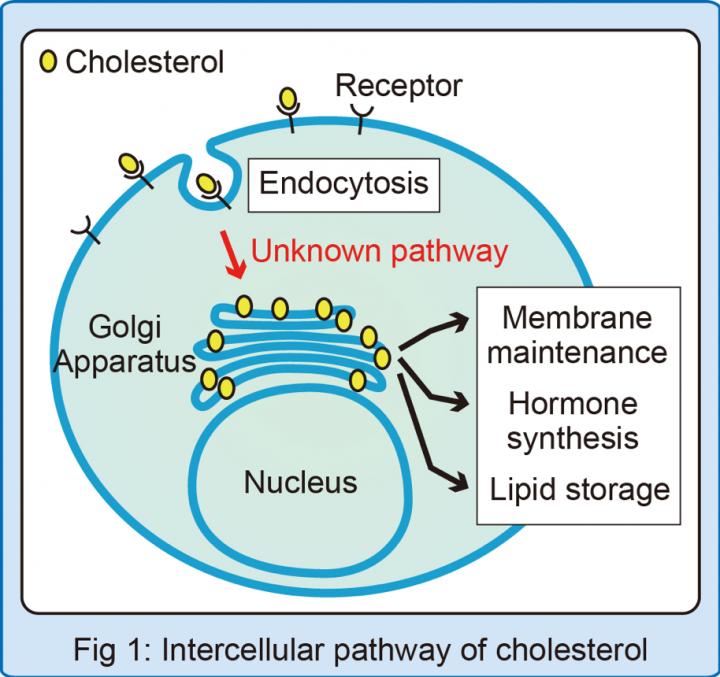 Cholesterol leash: Key tethering protein foun | EurekAlert!