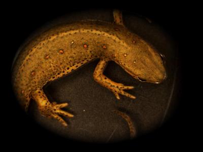 Image of a Salamander (the New [IMAGE] | EurekAlert! Science News Releases