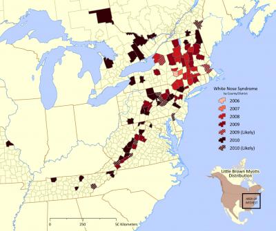 Bats Facing Regional Extinction From White-No | EurekAlert!