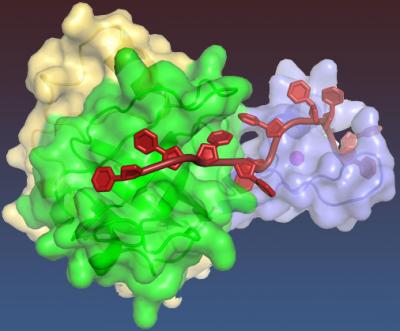 Structure of Mcm10 Protein [IMAGE] | EurekAlert! Science News Releases