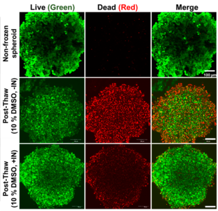 Confocal microscopy images [IMAGE] | EurekAlert! Science News Releases