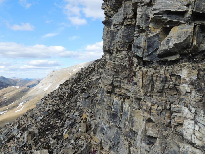 810 Million-Year-Old Microfoss [IMAGE] | EurekAlert! Science News Releases