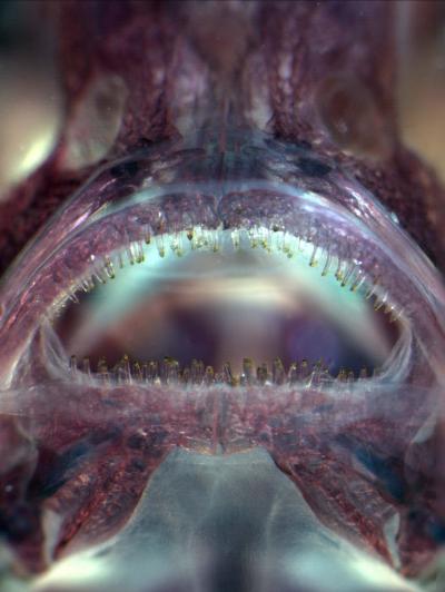 Teeth Tell Fish Tale (2 of 2) | EurekAlert!