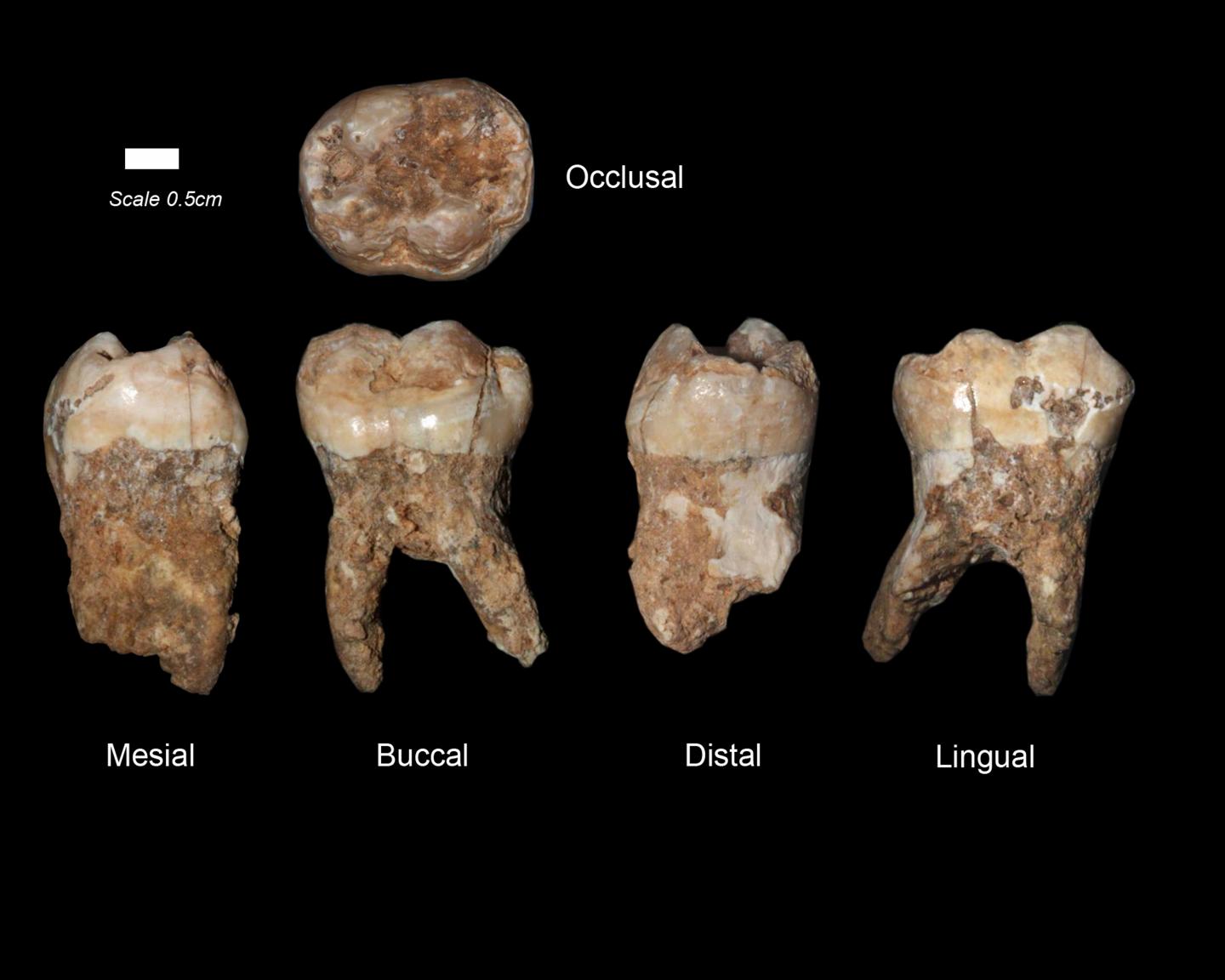 Teeth from Qesem Cave [IMAGE] | EurekAlert! Science News Releases