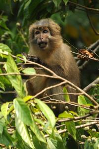 Monkey nation: Study confirms wealth of prima | EurekAlert!