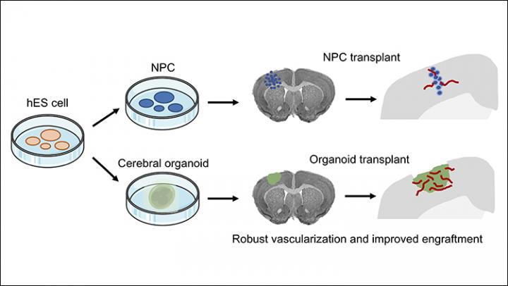 Organoid Transplant [IMAGE] | EurekAlert! Science News Releases