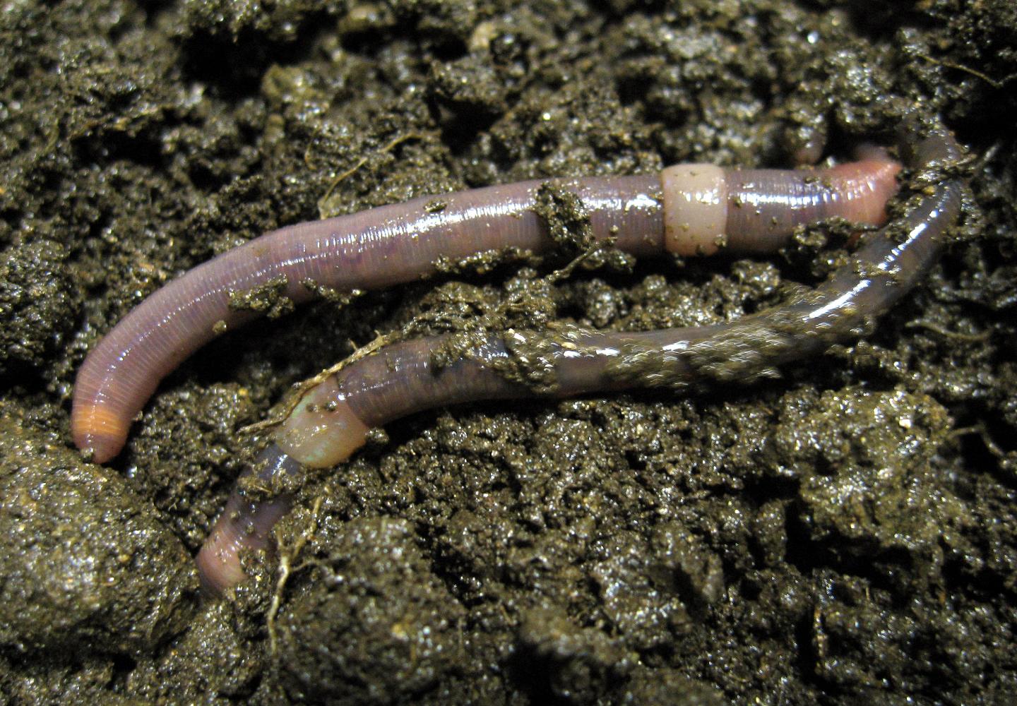 Earthworm Habitat Map