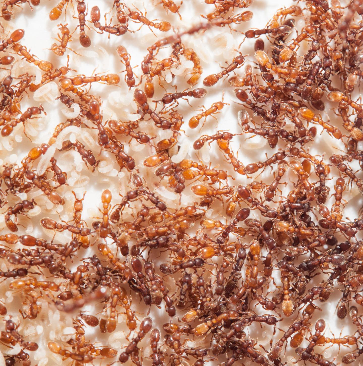 A study of ants provides information on the e | EurekAlert!