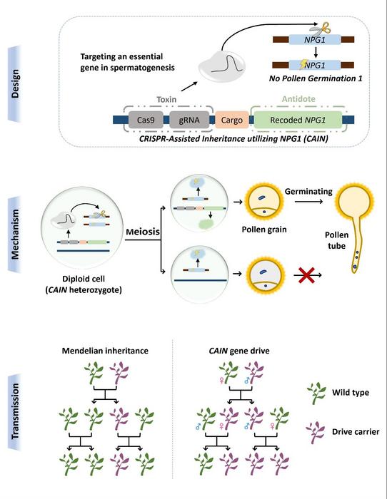 CAIN’s design, mechanism, and [IMAGE] | EurekAlert! Science News Releases