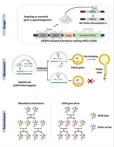 Researchers develop plant gene drive system f | EurekAlert!