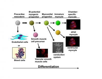 Differentiation of Cardiovascu [IMAGE] | EurekAlert! Science News Releases