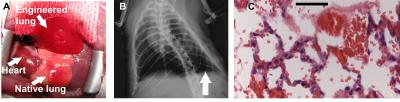 Building Lungs in the Lab (2 of 3) | EurekAlert!