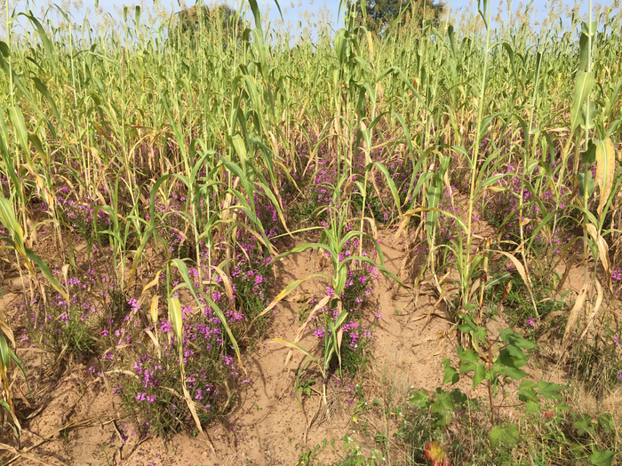 Plant hormones to help prevent Striga invasio | EurekAlert!