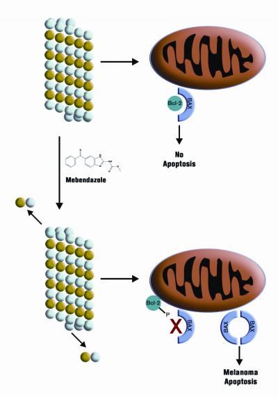 Mebendazole's Mechanism of Act [IMAGE] | EurekAlert! Science News Releases