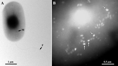 Newly Identified Bacteria Are Magnetic Swimme | EurekAlert!