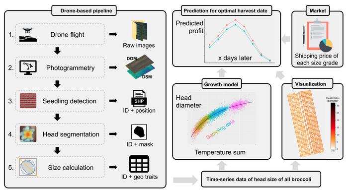 AI drones to help farmers optimize vegetable | EurekAlert!