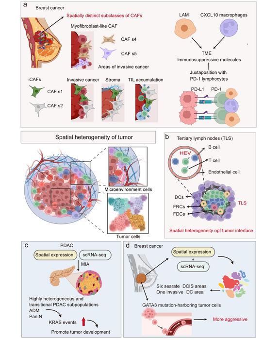 Spatial transcriptomics in dev [IMAGE] | EurekAlert! Science News Releases