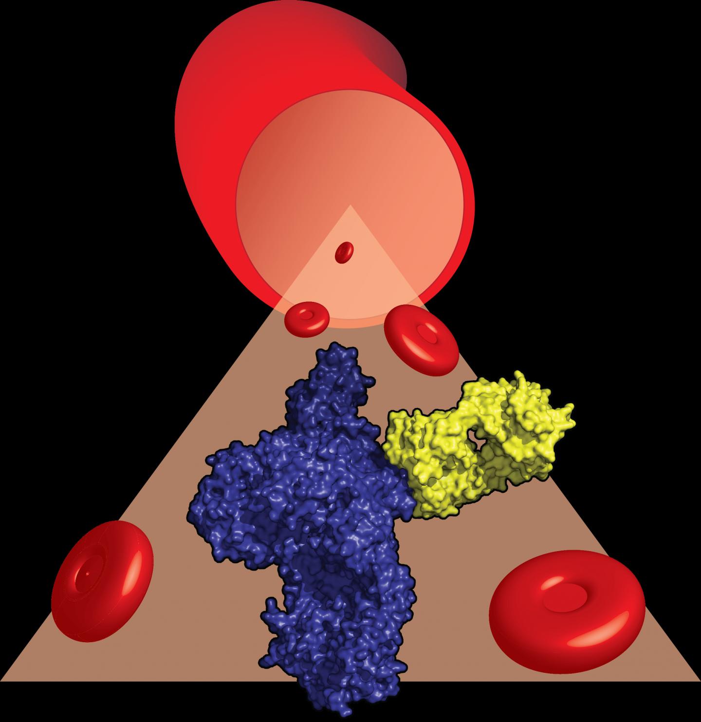 The therapeutic antibody eculizumab caught in | EurekAlert!