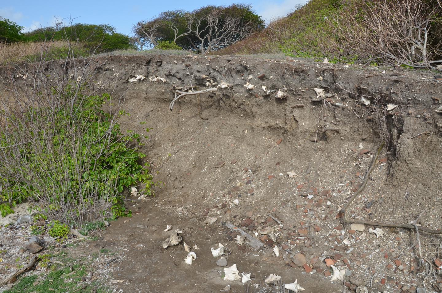 Early Caribbean Settlers May Have Arrived on | EurekAlert!