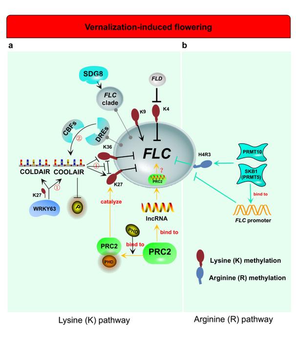 Fig. 1 [IMAGE] | EurekAlert! Science News Releases