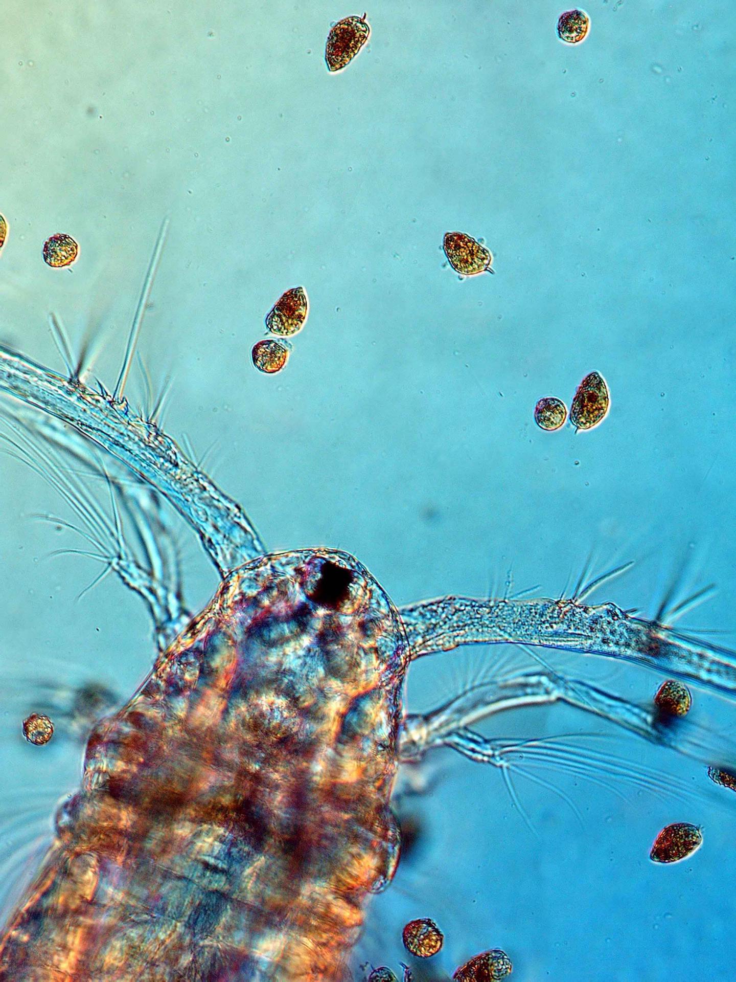 Without Attacking: Plankton Grazers Trigger T | EurekAlert!