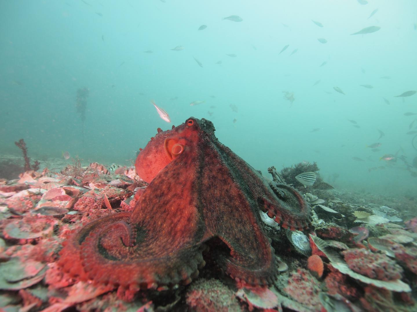 Octopus Display [IMAGE] | EurekAlert! Science News Releases