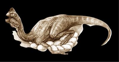 Polygamy, paternal care in birds linked to di | EurekAlert!