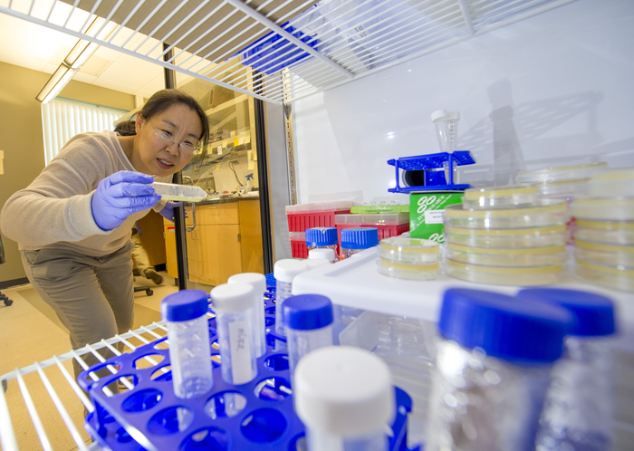 Jingru-Sun-bacterial-vial [IMAGE] | EurekAlert! Science News Releases