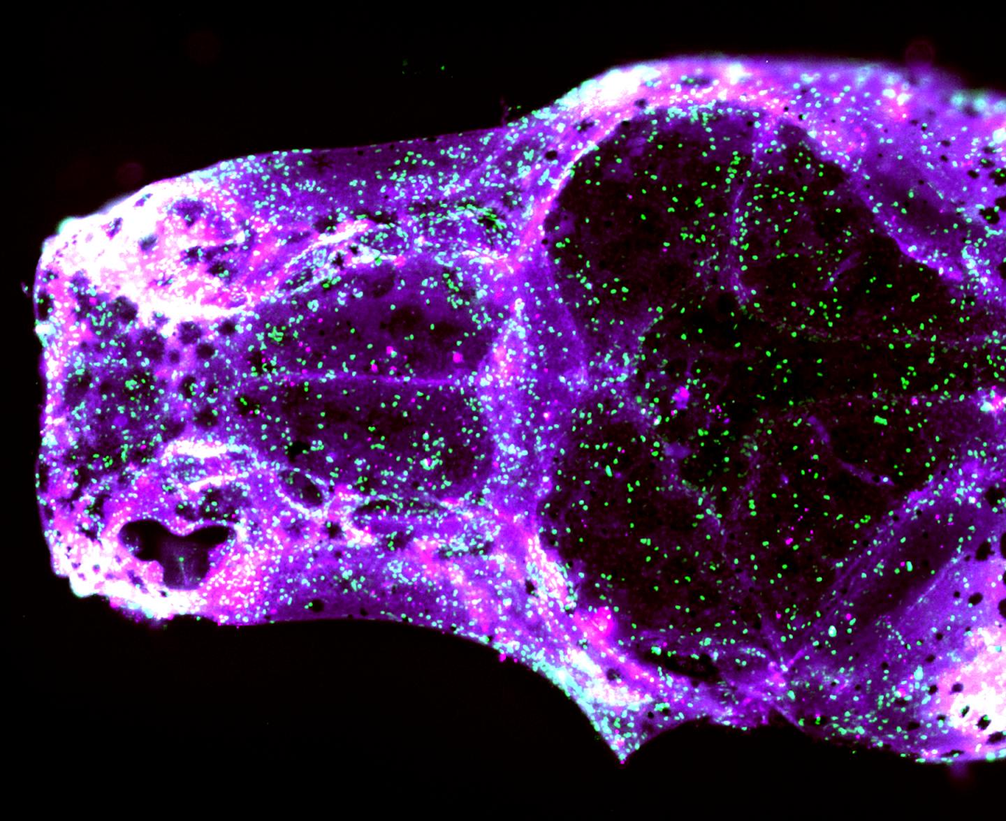 Zebrafish Skull (Alternate Vie [IMAGE] | EurekAlert! Science News Releases