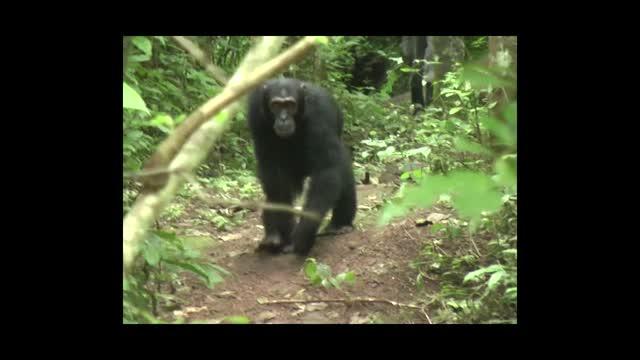 Chimpanzees Make Extra Effort to Alert Others | EurekAlert!