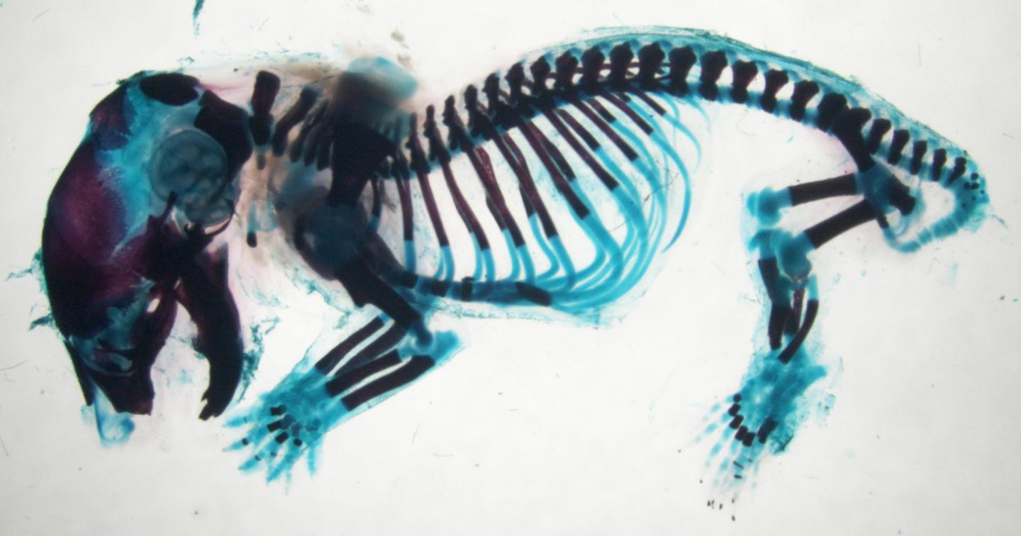 Short-tailed Mouse Xray [IMAGE] | EurekAlert! Science News Releases